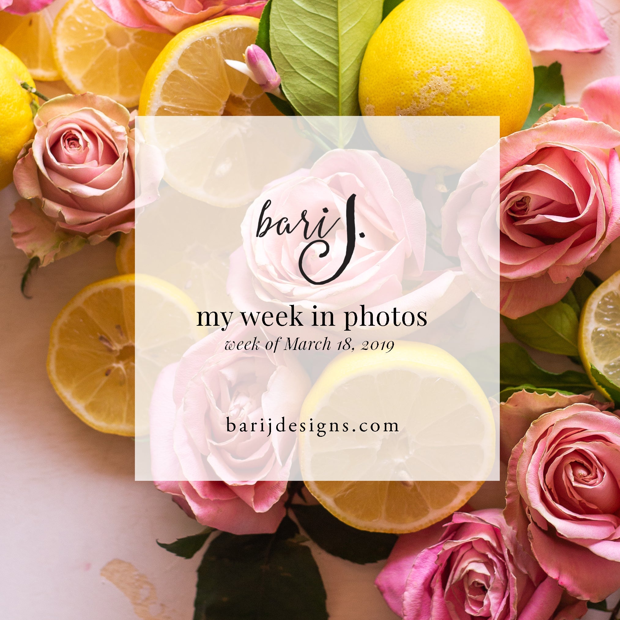 My Week in Photos – Bari J. Designs